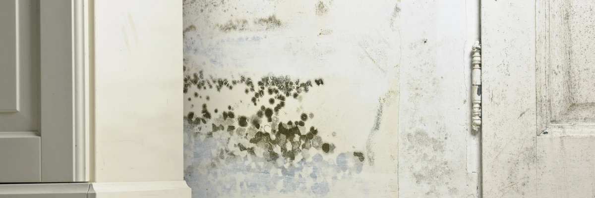 What is rising damp? Causes and solutions - Home repairs - Home and ...