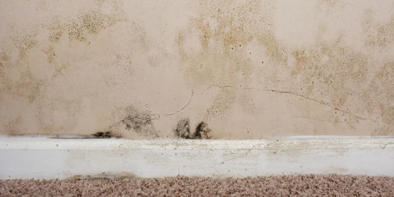 What is rising damp? Causes and solutions - Home repairs - Home and ...