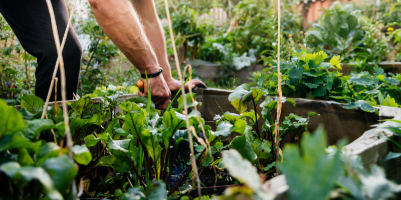 How to make a raised garden bed: simple instructions - Garden services - Home and garden - Yell blog