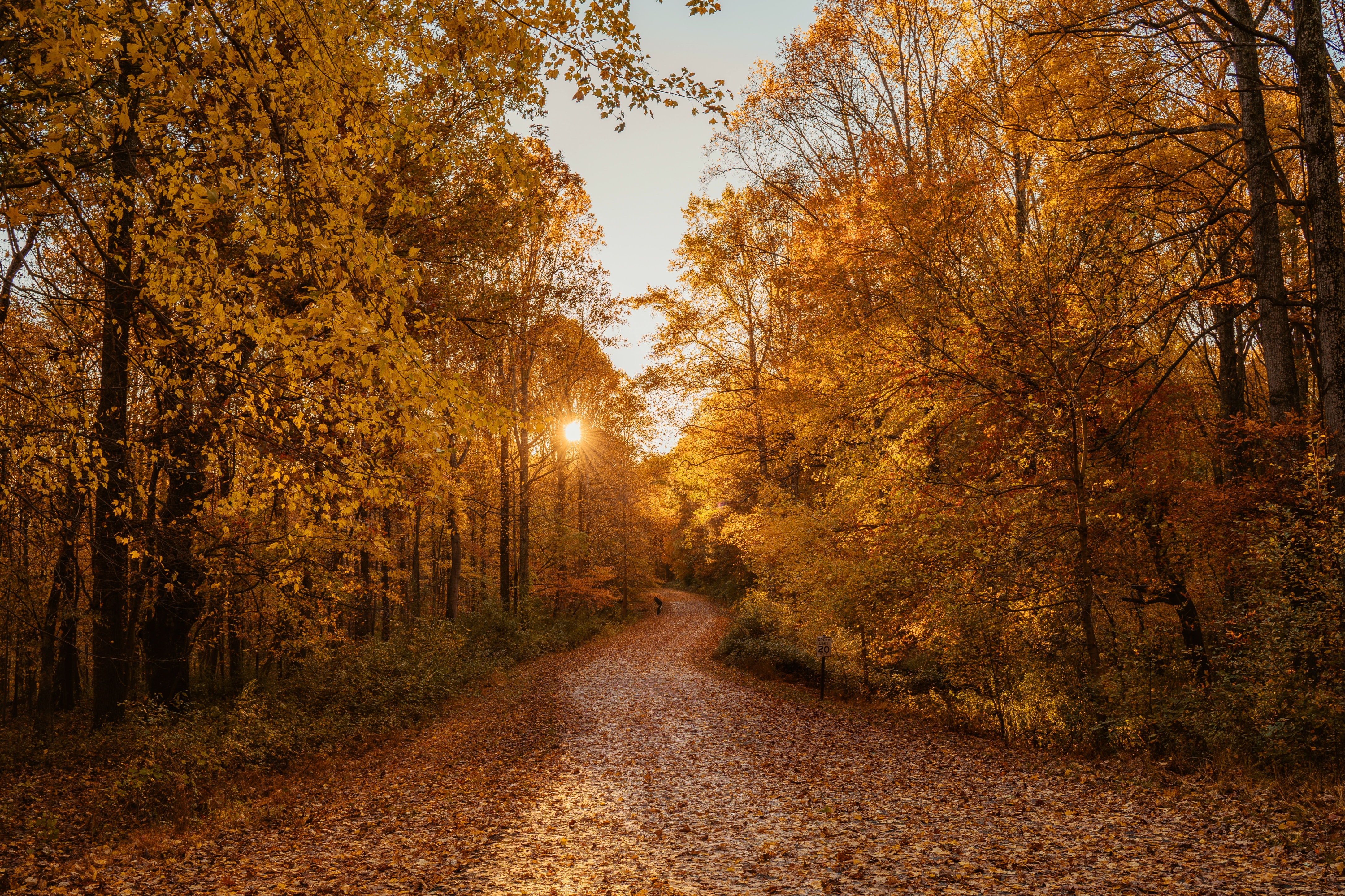 Driving in Autumn: How to Safely Navigate Slippery, Leaf-Covered Roads ...