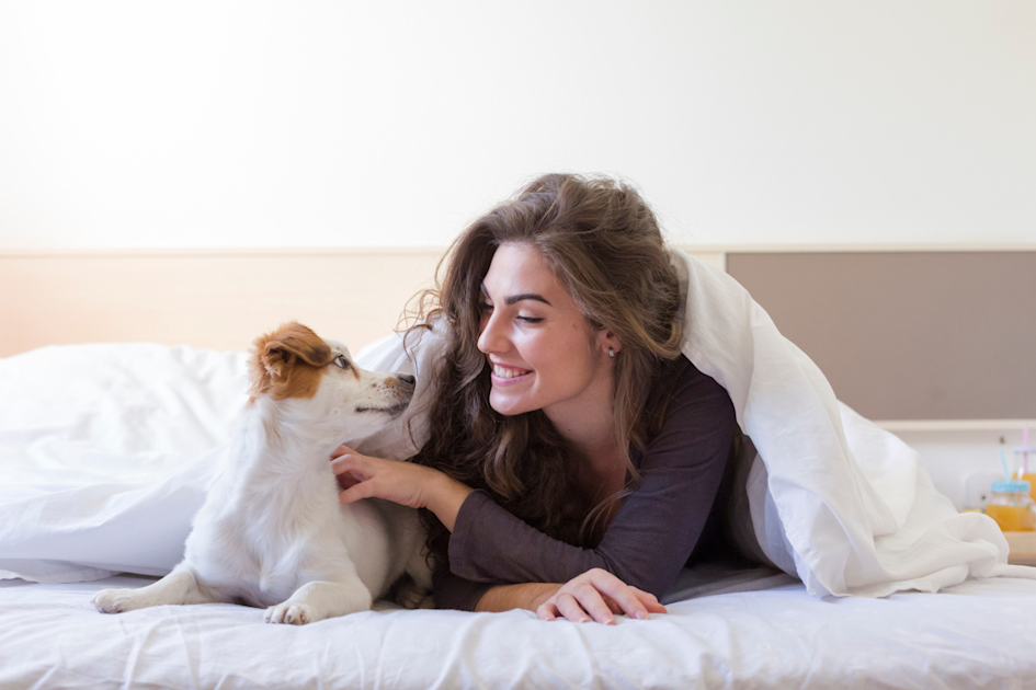 Pet-Friendly Living: How to Create a Safe and Comfortable Space for Your Pet - The Answer Seeker
