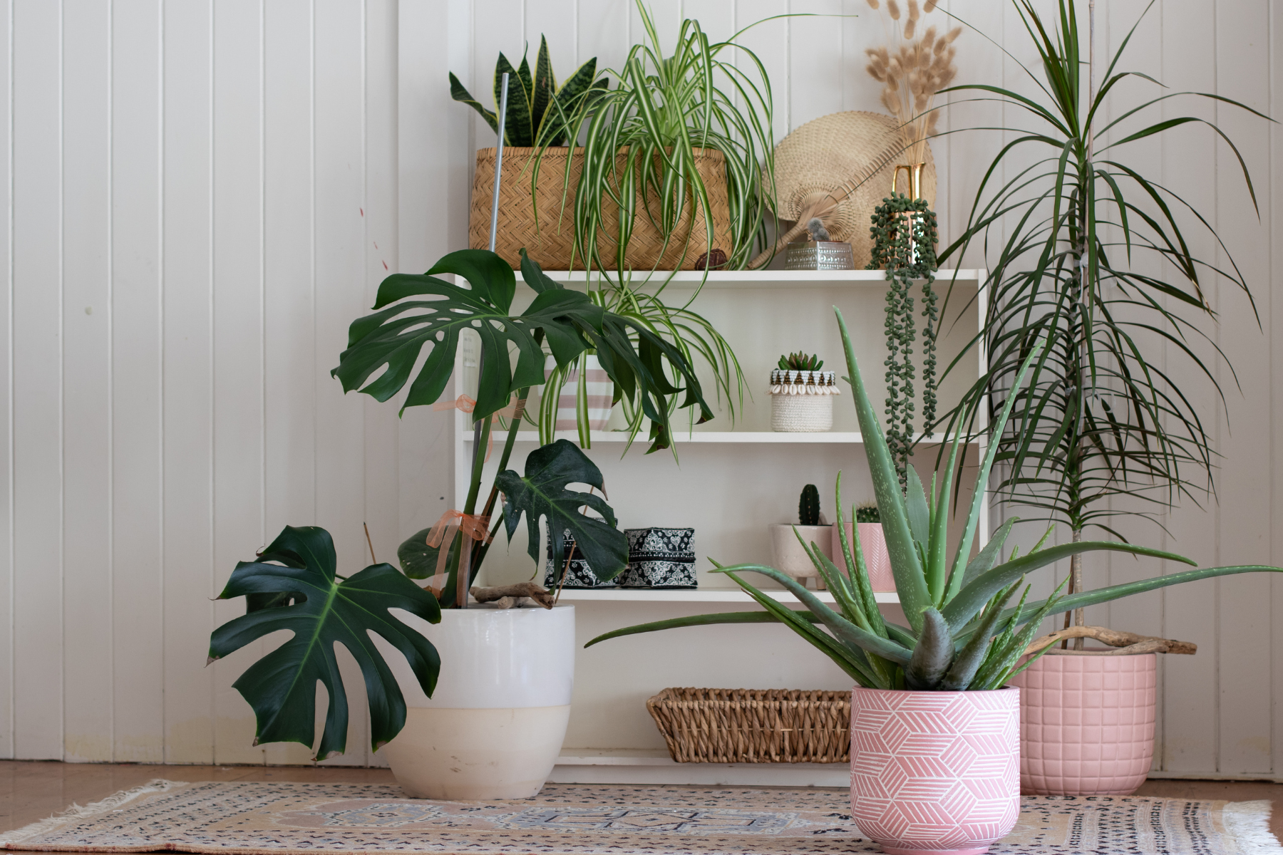 Indoor Plants 101: Choosing, Caring, and the Benefits They Bring ...