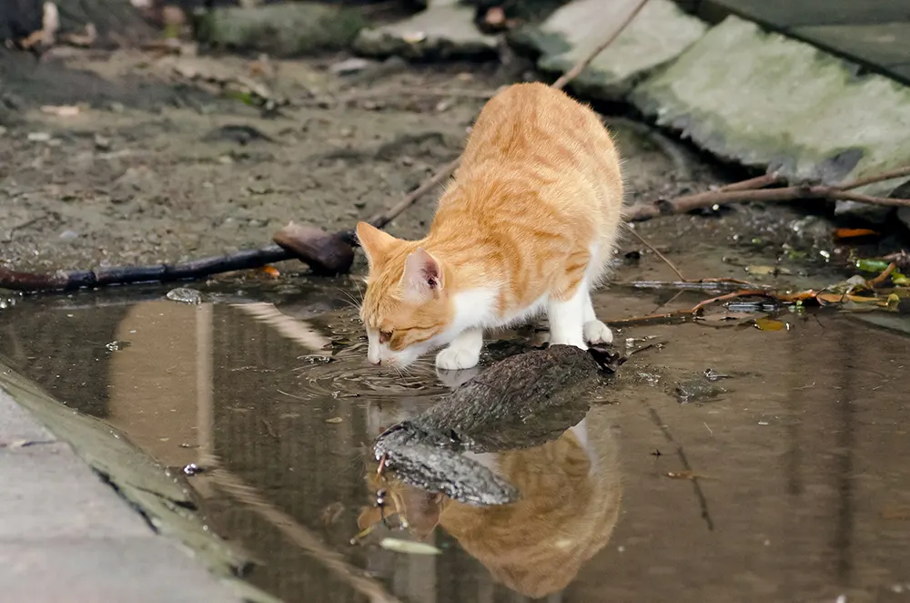 New pet laws focus on disaster relief and commercial breeding