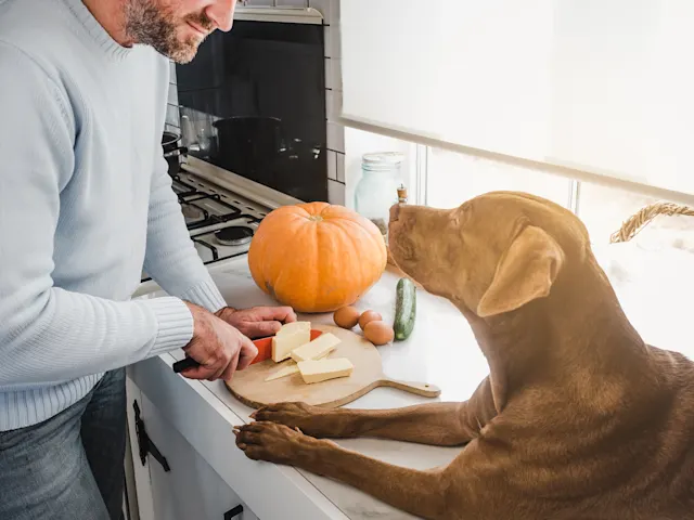 Easy “Boo Basket” Ideas for Your Dog or Cat