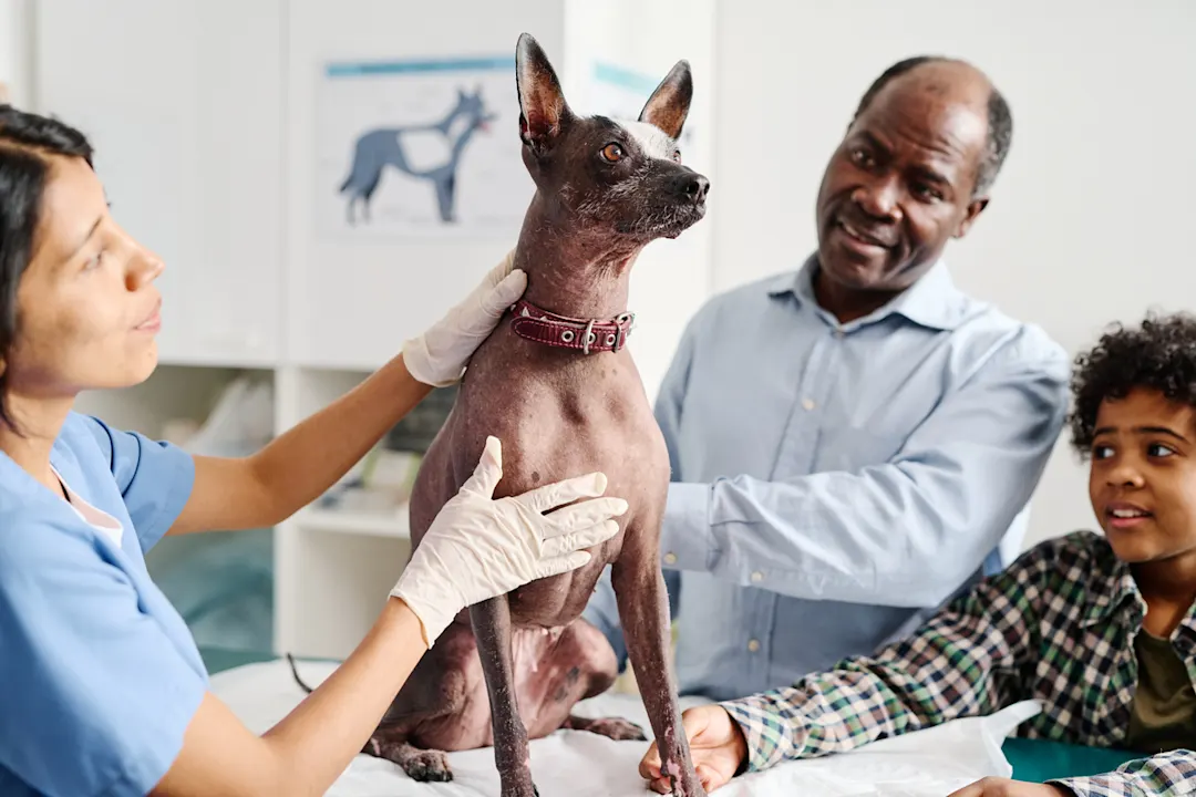 blendVET is Changing Vet Med for Good