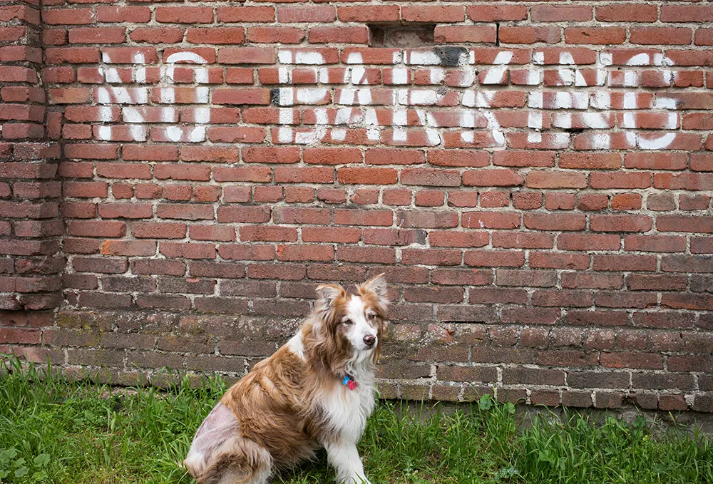 Bark Management Problem Solving Devices And Methods Part 2: Guide for ...