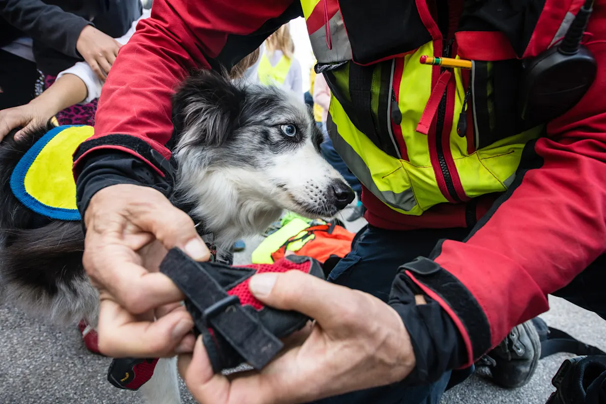 The Search and Rescue Dogs of 9/11