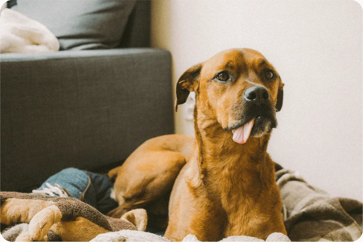 Mutts: The Good, the Bad, and the Ugly