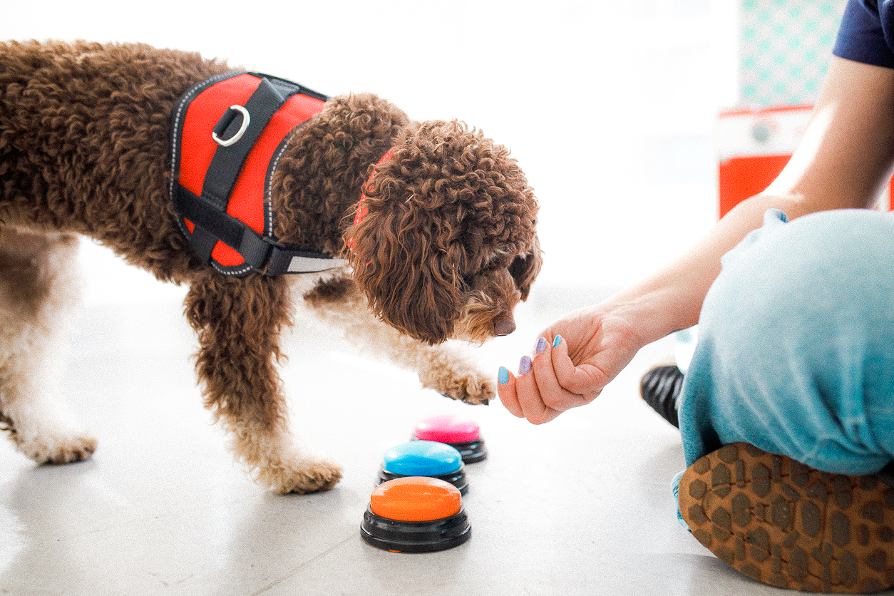 Do Dog Talking Buttons Really Work?