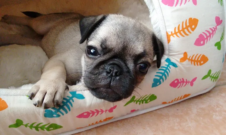 Signs of chronic eye inflammation