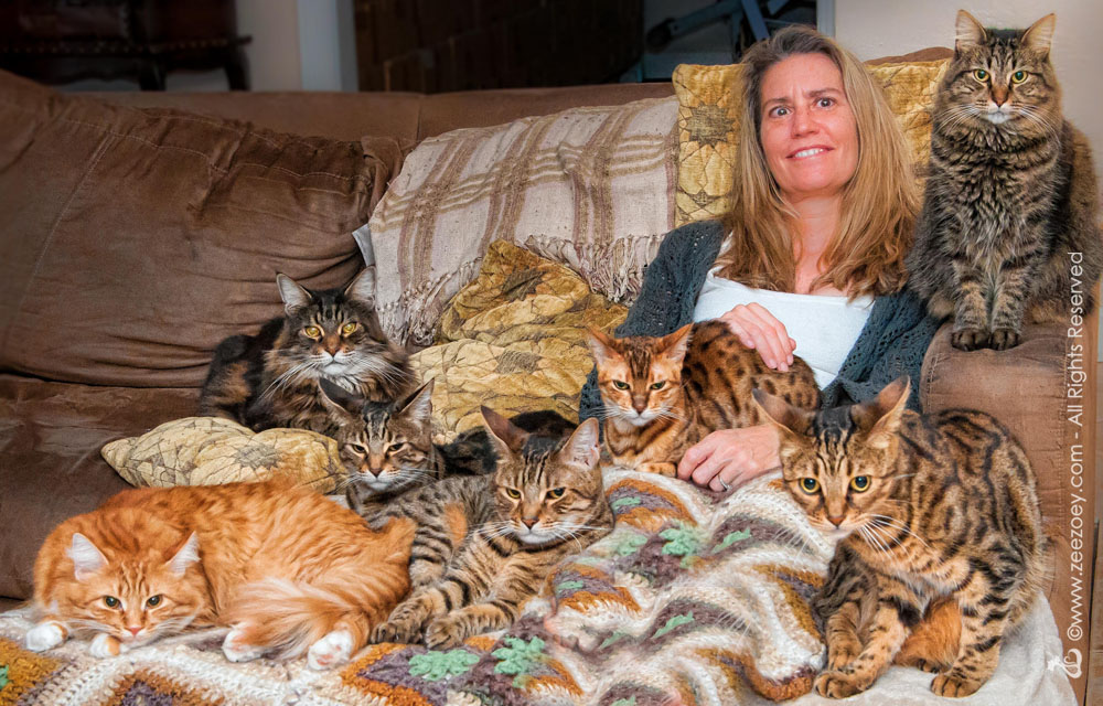 Interview with Deb Barnes of the Cat Writers’ Association