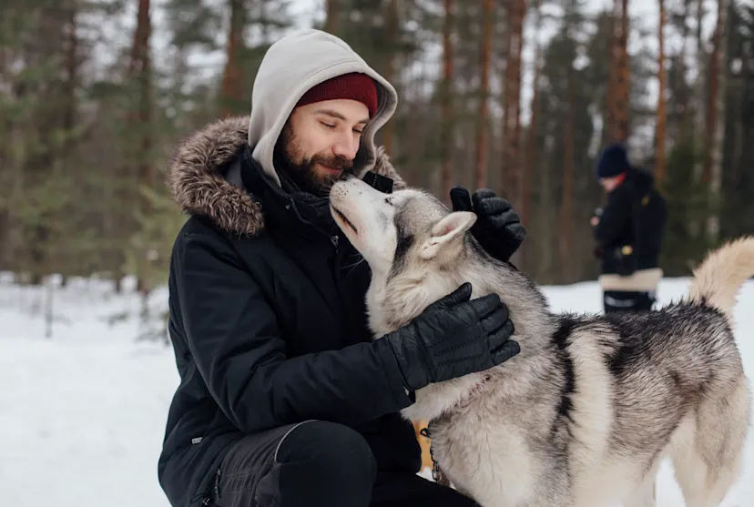 Siberian Huskies: The Good, the Bad, and the Ugly