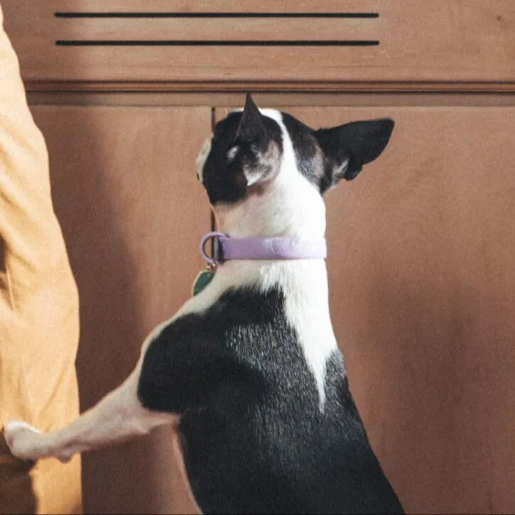 Dog Insurance | Figo Pet Insurance For Dogs And Puppies