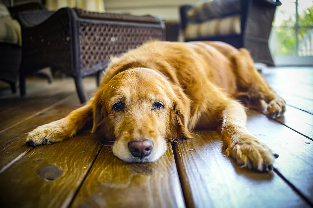 8 tips to calm your dog during a storm