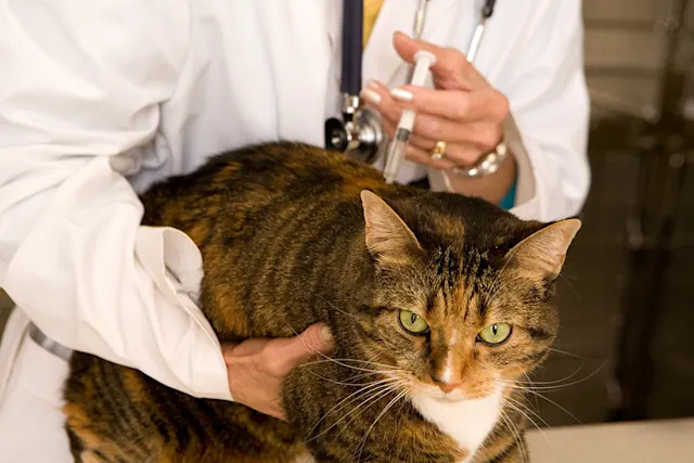 Monitor Cats Vaccination Sites Lumps: Expert Advice for Pet Parents