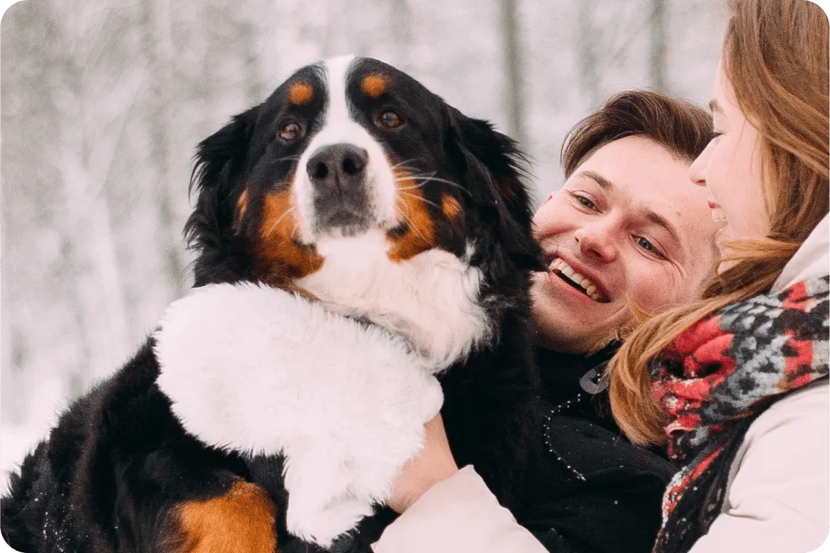 Bernese Mountain Dog Breed Guide: Must-Know Facts for Pet Parents