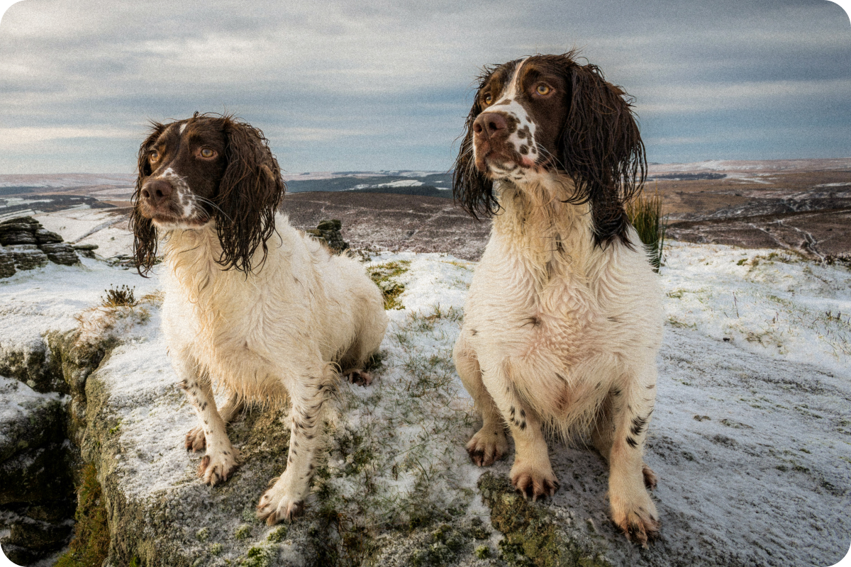 English Springer Spaniels: The Good, The Bad, The Ugly
