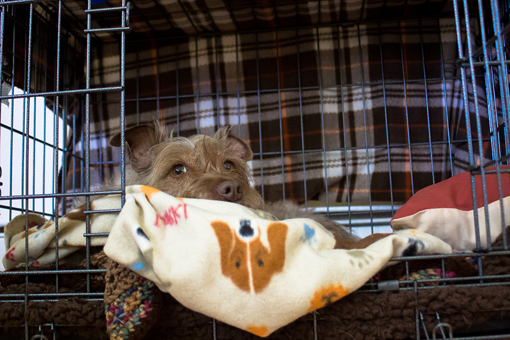 Evacuation Preparedness And Pets: Secrets for Pet Parents