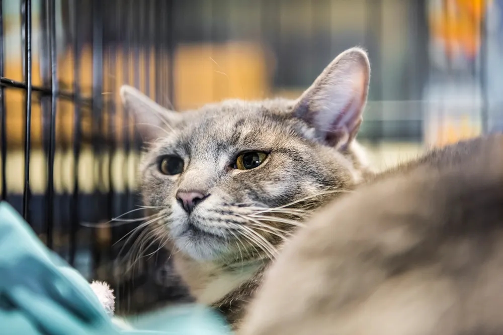 Across the nation state pet laws are evolving