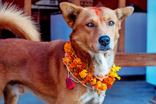 How Dogs Shine in Kukur Tihar, The Festival of Lights