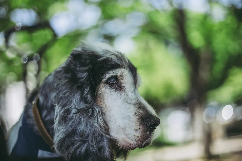 Glaucoma in dogs