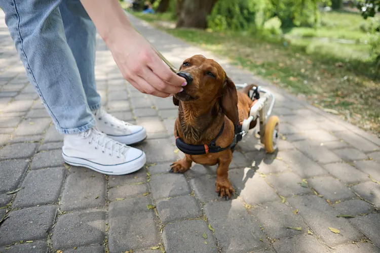 Bionic Pets: Reaching New Horizons in Pet Mobility