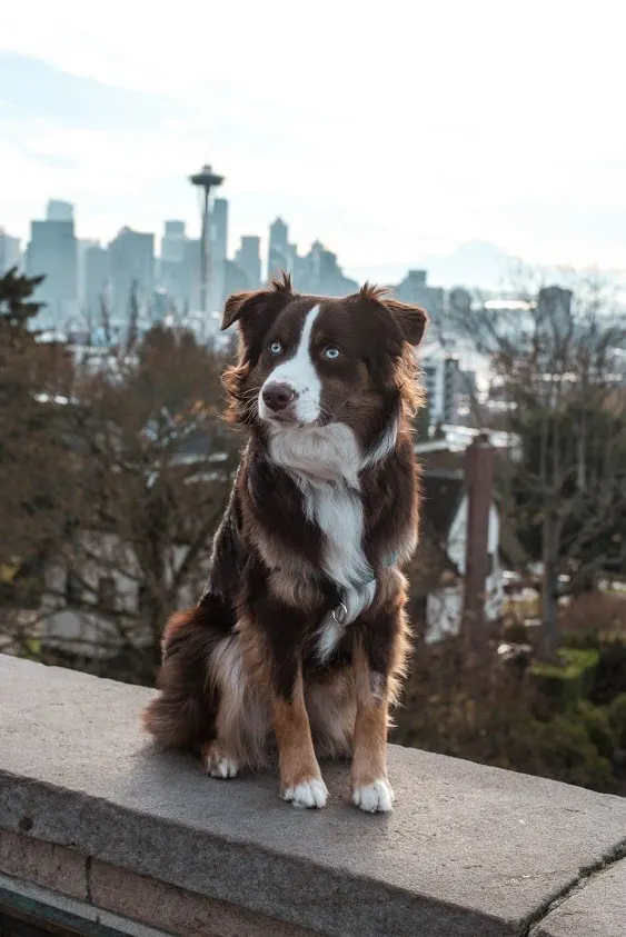 Dogs Guide Seattle Fall Edition: Guide for Pet Parents