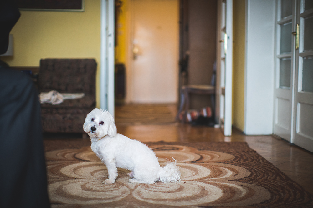 Dogs and scooting