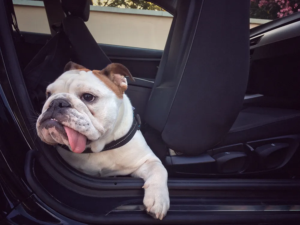 Teach your puppy to ride in a car