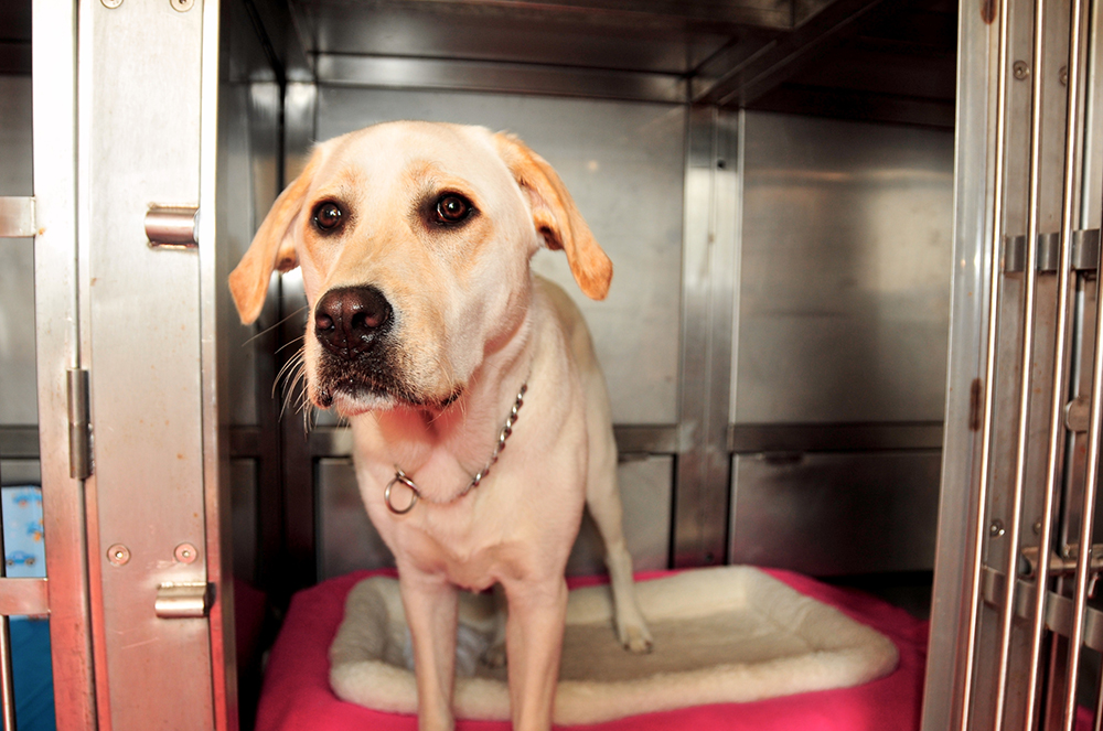 Vaccinate Dog Kenneling: Expert Advice for Pet Parents