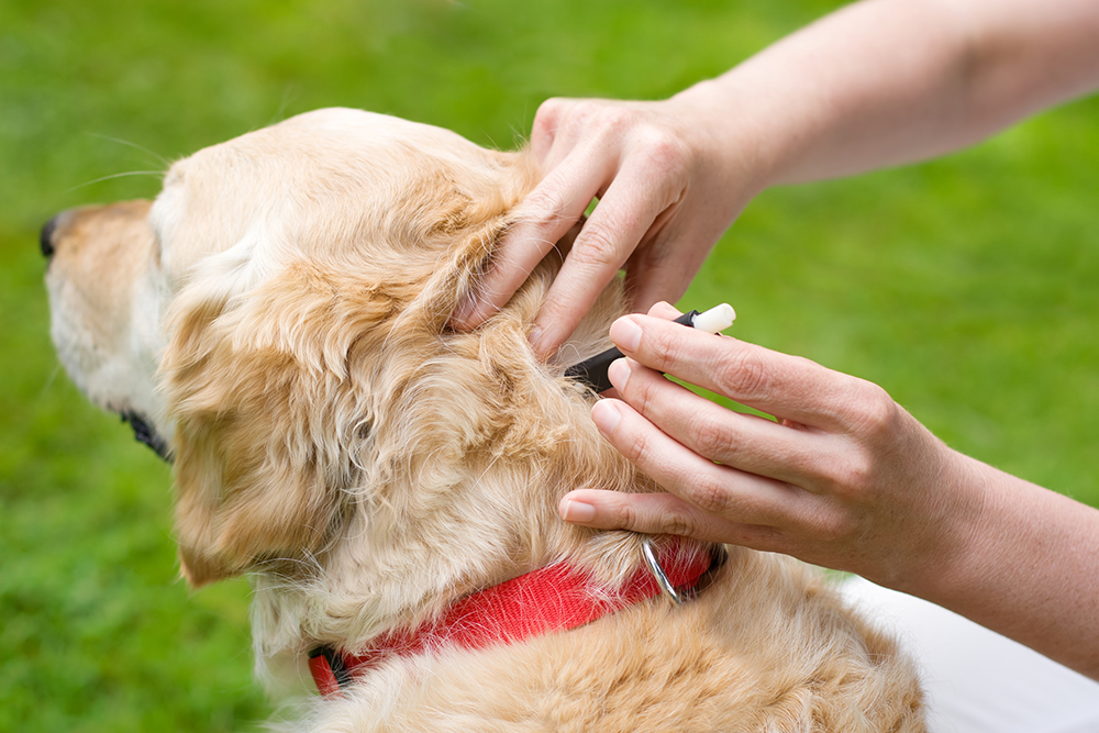 Use tick puller for pet tick removal