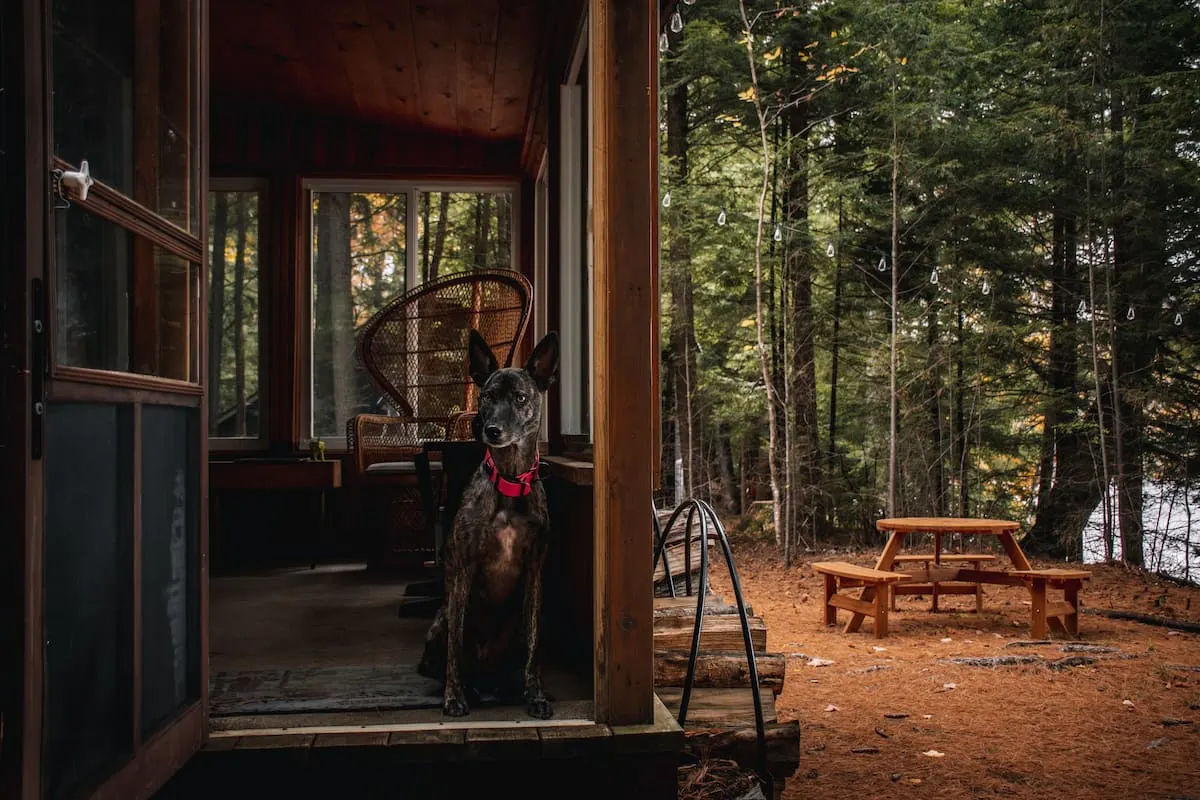 14 Pet-Friendly Cabins for a Cozy Fall Escape with Your Pup