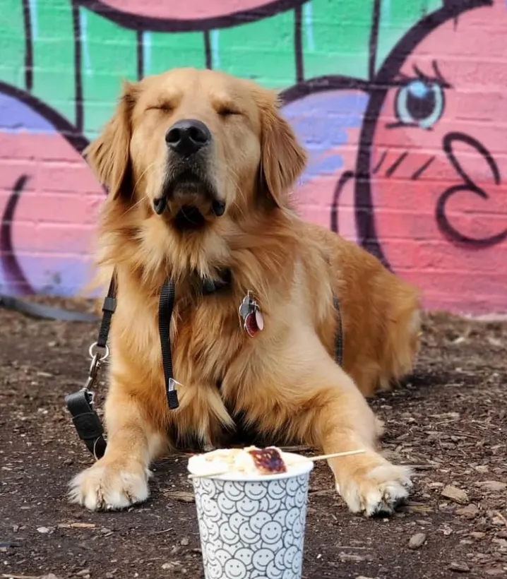 11 Dog-Friendly Coffee Shops in Chicago