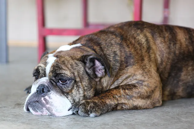 Common cause of facial droop in dogs