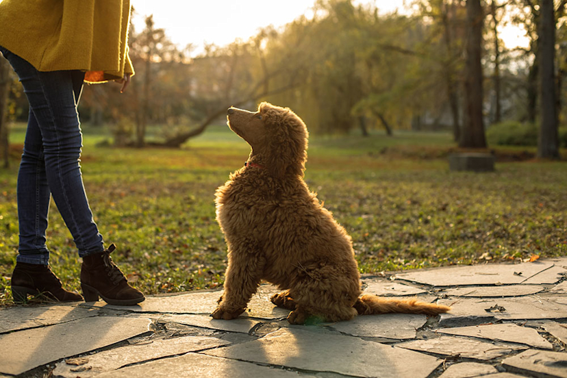 Figo: How to train your Poodle