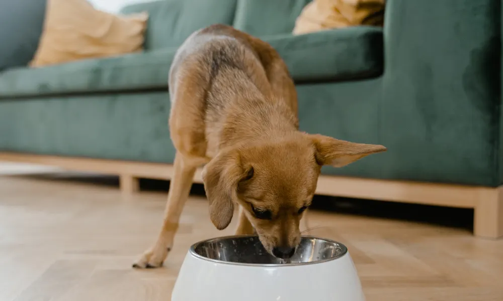 What’s the Scoop With Insect Based Pet Food?