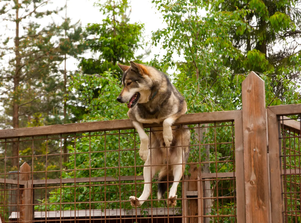 Help! My Pet is an Escape Artist!