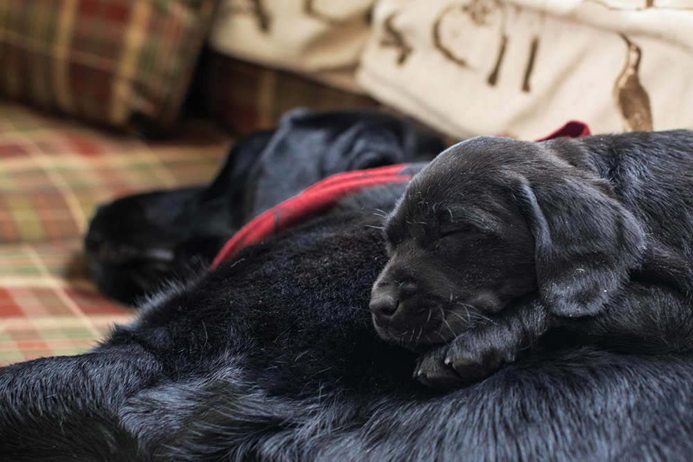 The science of dogs: 10 amazing canine facts