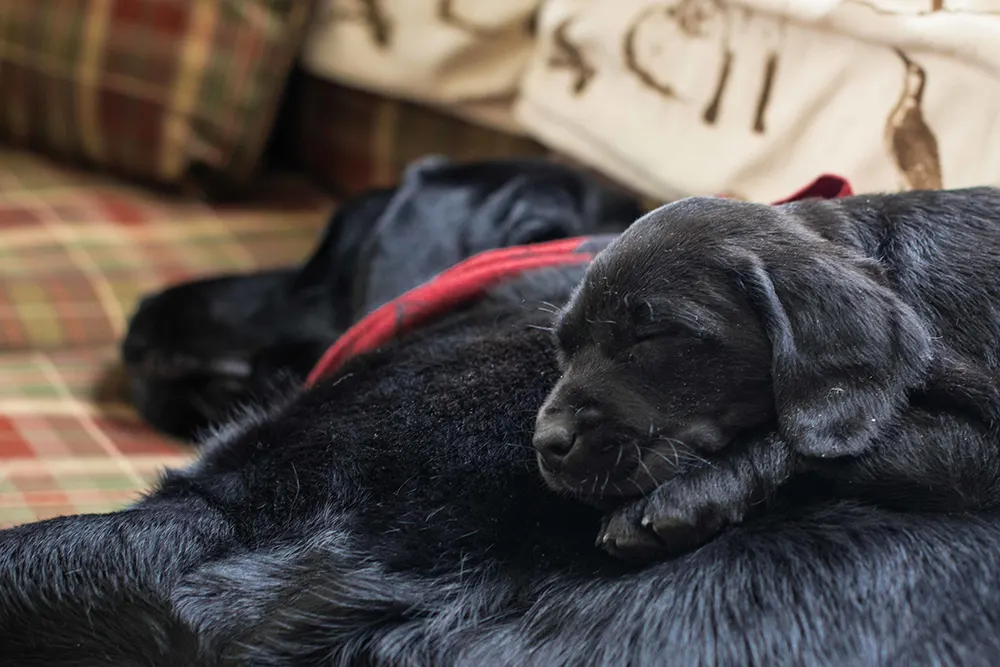 The science of dogs: 10 amazing canine facts