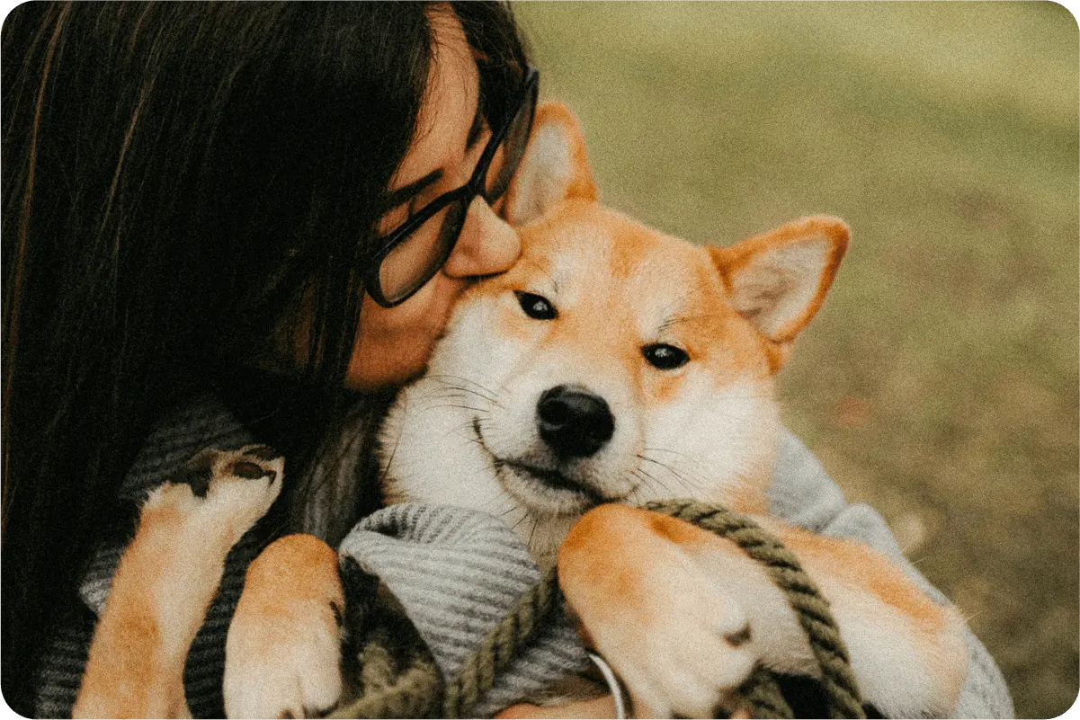 Shiba Inus: The Good, The Bad, The Ugly