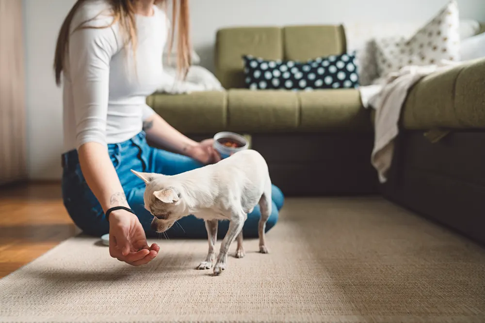 More brain games for dogs