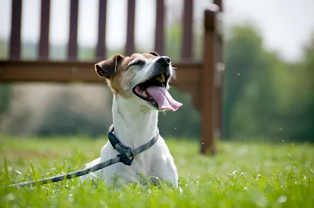 Don’t DEET dogs