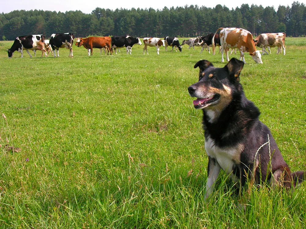 6 dog breeds that love to work