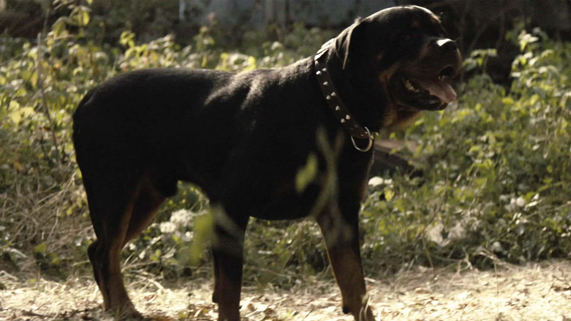 From Fangs to Fur: A Brief History of Pets in Horror Films