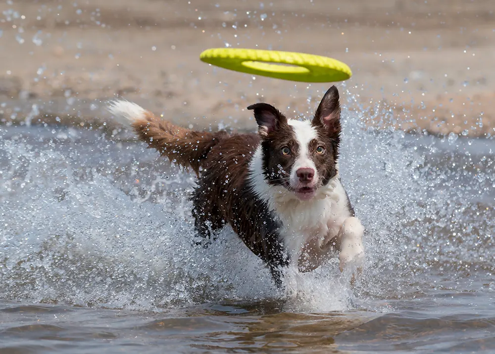 Teaching your dog to catch flying disks