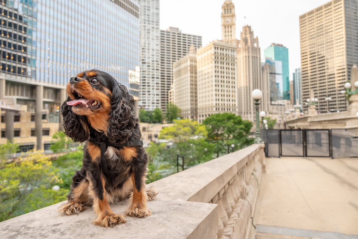 The Ultimate Chicago Pet-Friendly Travel Guide