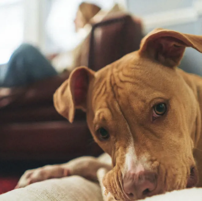 Dog Insurance | Figo Pet Insurance For Dogs And Puppies