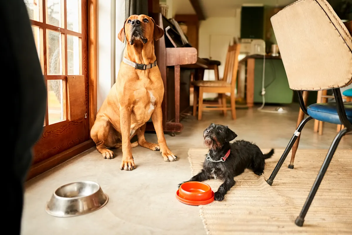 Booze Hounds: Can Pets Drink Alcohol?