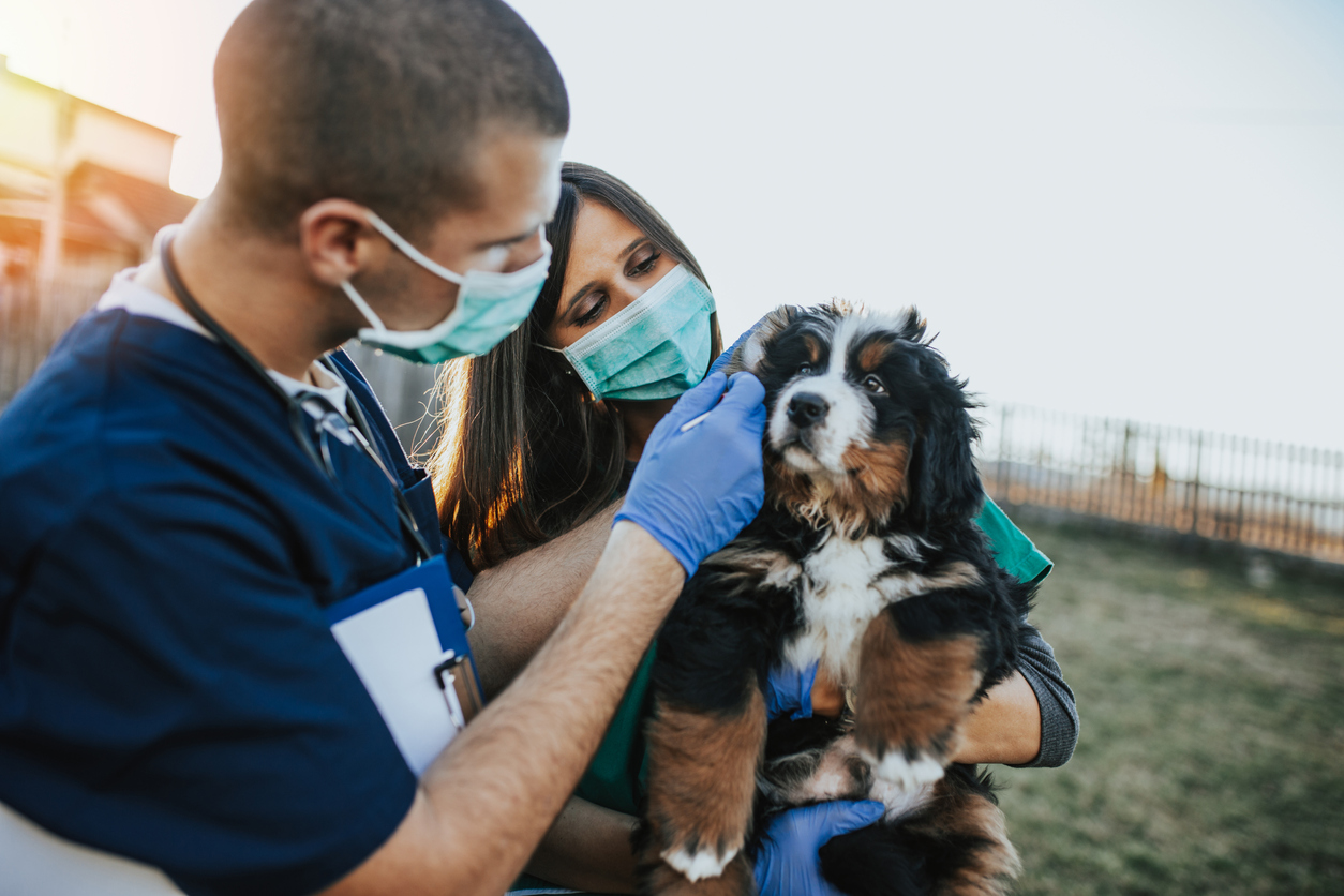 A Glimpse into Pet Health Advances on the Horizon According to Vets