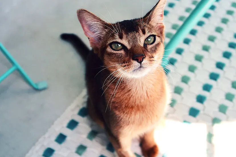 Getting to know the Abyssinian